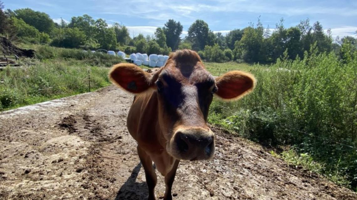 Thomaston, Maine dairy farm showcases its industry | newscentermaine.com