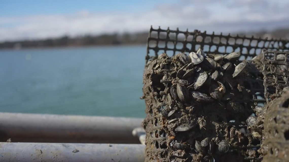 Northeast region the fastest growing market for shellfish ...