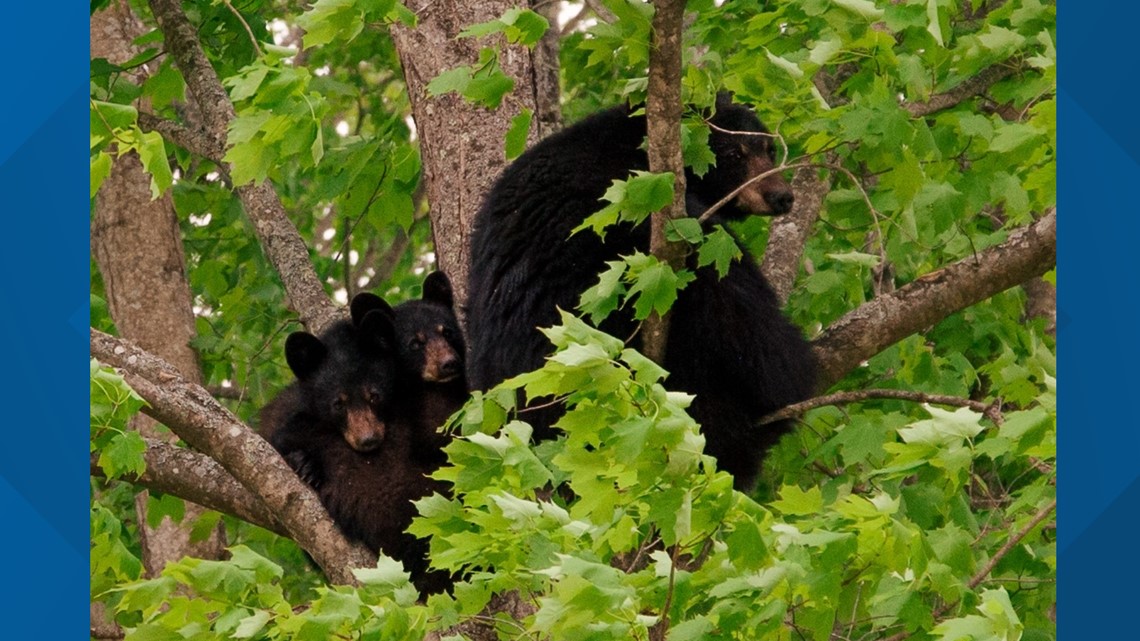 Bears hang out in Alfred for a day | newscentermaine.com