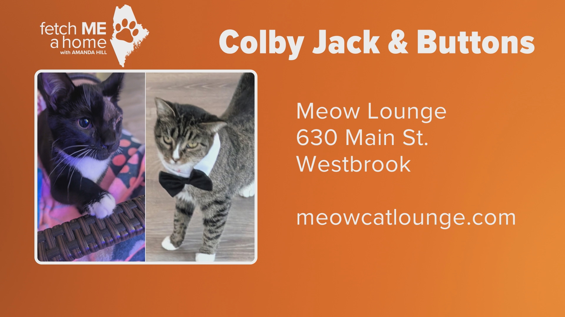 Cats available for adoption in Maine at Meow Lounge Cat Cafe in ...