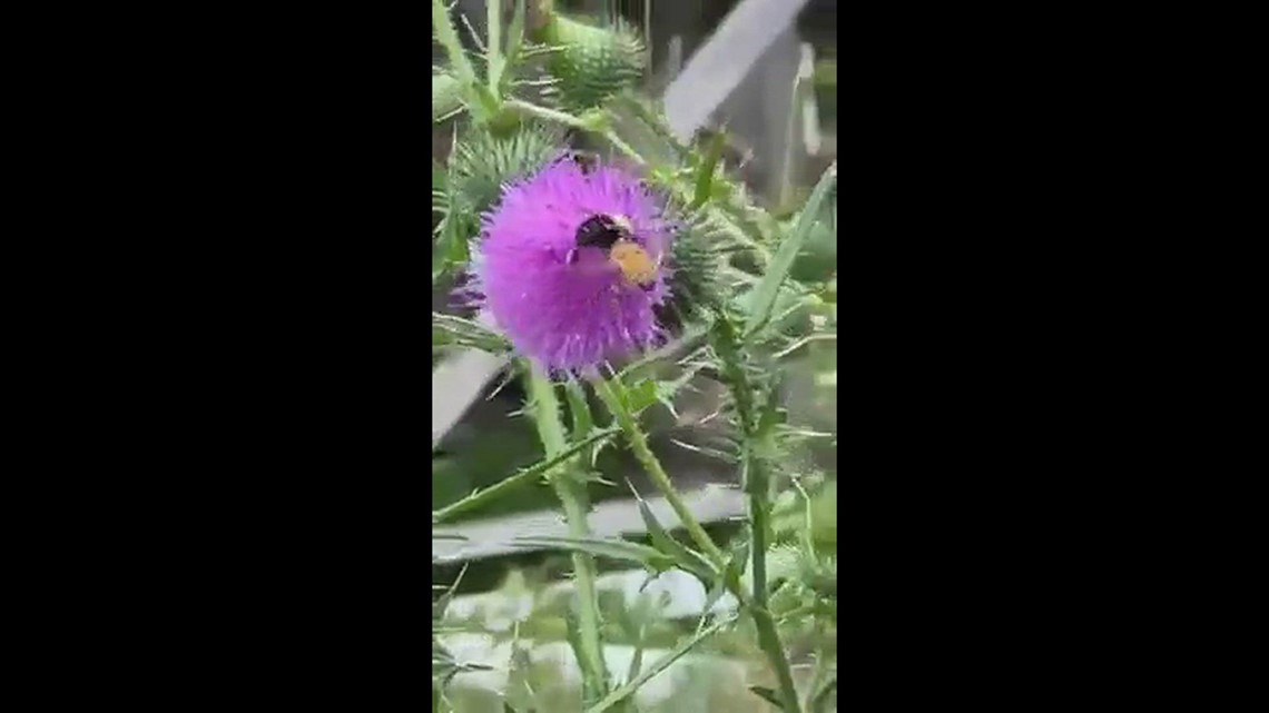 Bee brawl | newscentermaine.com