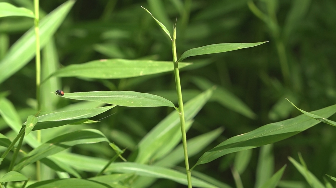 Volunteers tackle invasive Japanese stiltgrass in York ...