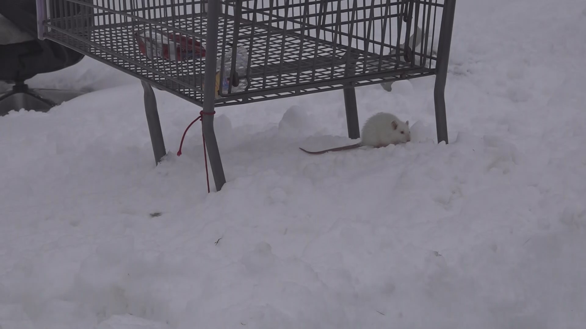Harbor View Memorial park in Portland infested with rats ...