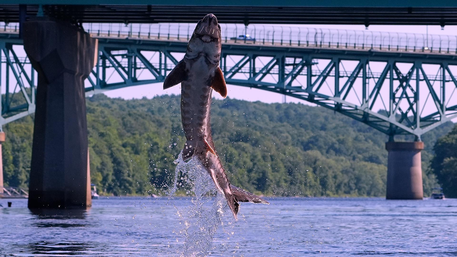 Sturgeon thrive in Kennebec River amid recovery | newscentermaine.com