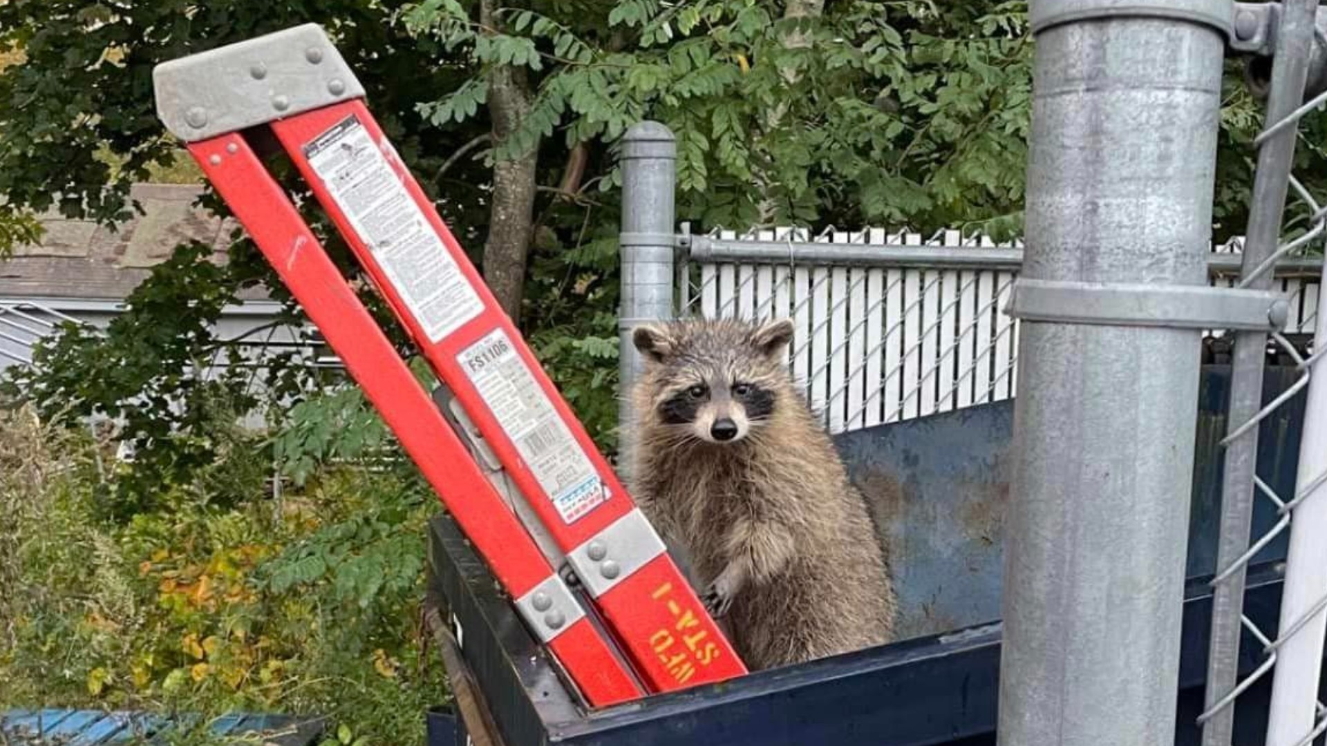 Firefighters rescue family of racoons from dumpster | newscentermaine.com