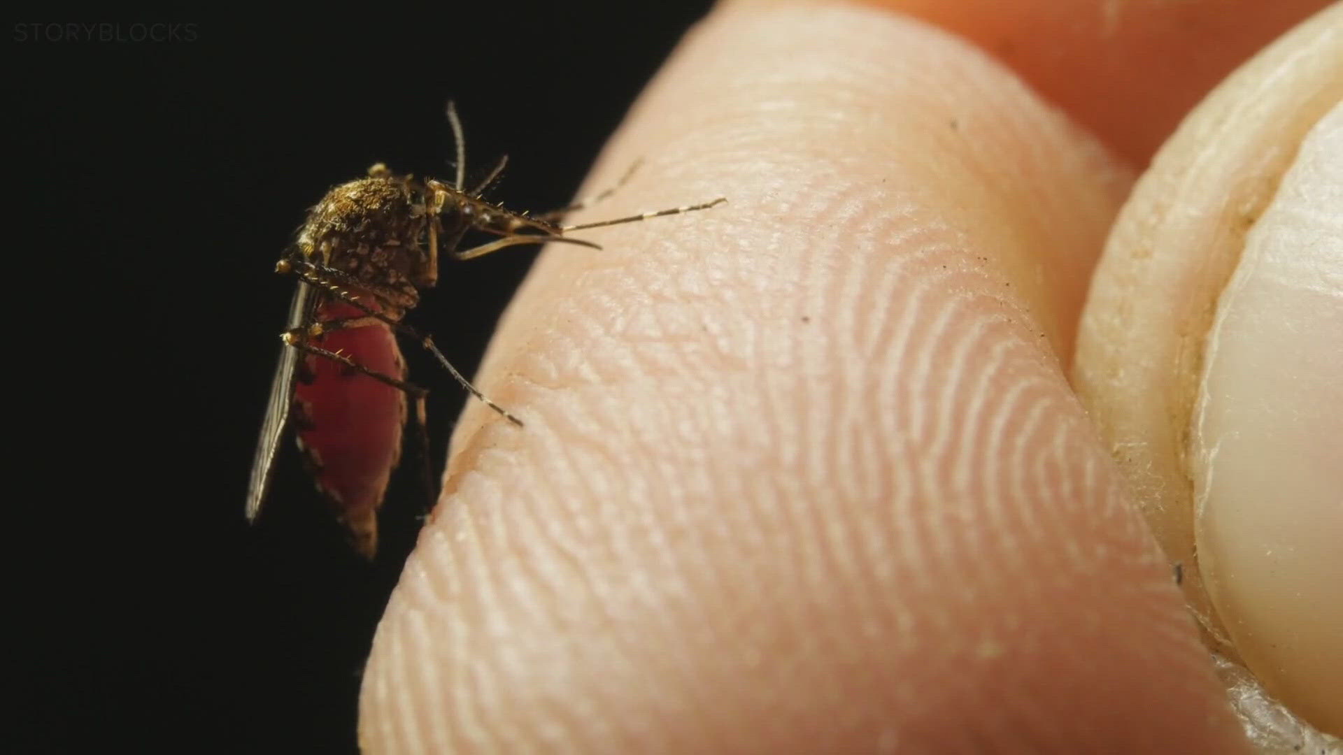 Portland mosquitoes test positive for West Nile Virus, Maine CDC says ...