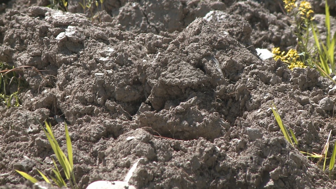 Promising research on crops soaking up PFAS from soil | newscentermaine.com