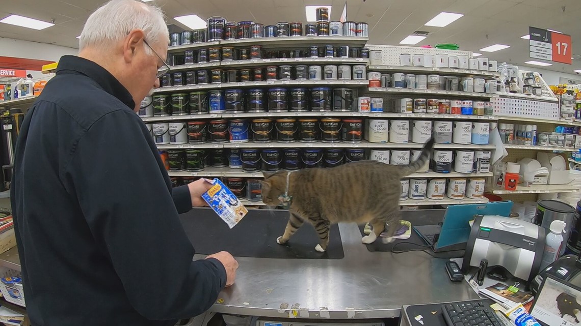 Meet the cat who lives at a South Portland hardware store ...