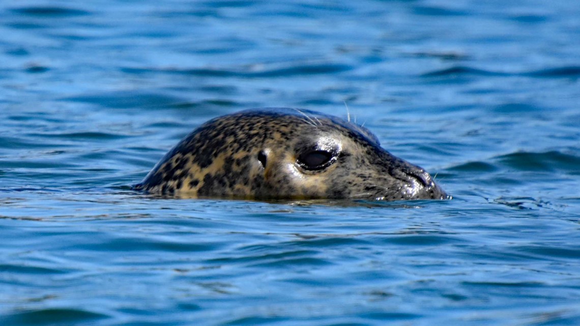 Maine seal skips ocean, makes home 100 miles up Hudson River ...