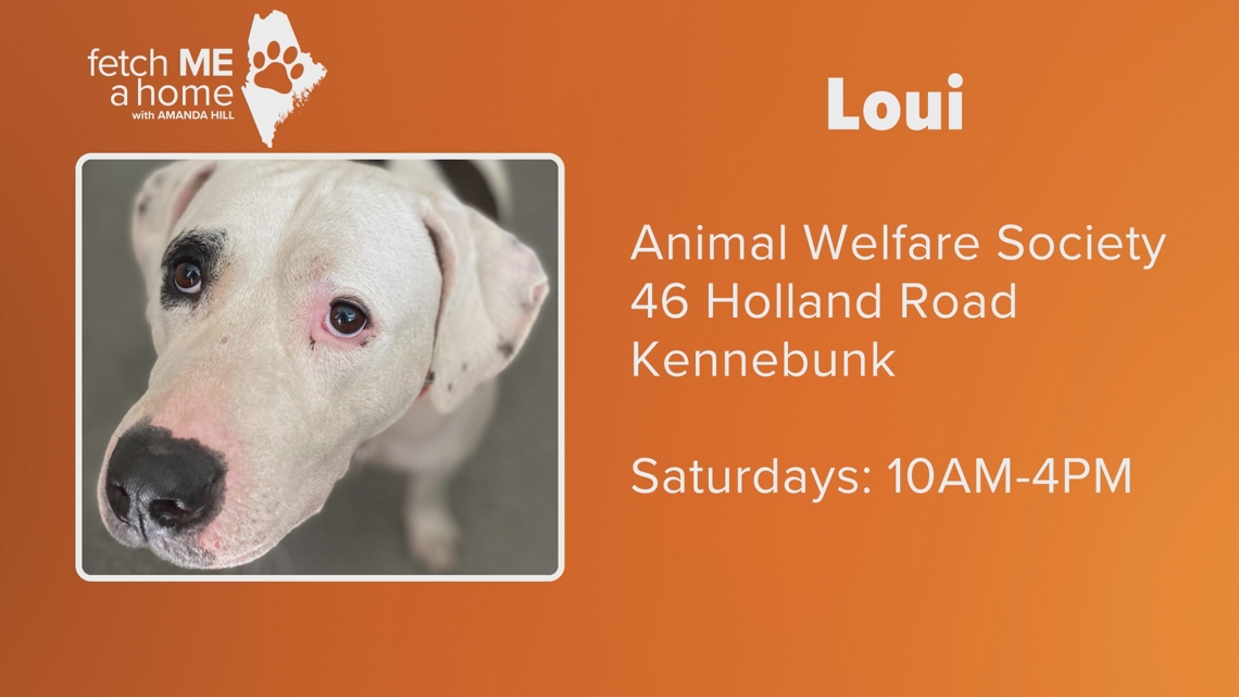 Fetch ME a Home: Meet Loui the 'professional snuggler ...