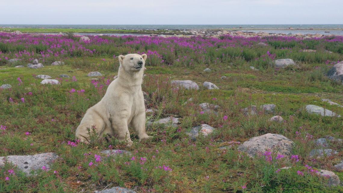 This remote island has purple flowers and polar bears | newscentermaine.com