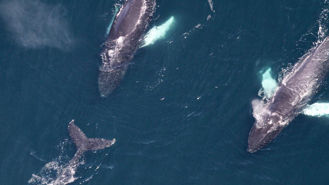 Large group of whales spotted off New England | newscentermaine.com
