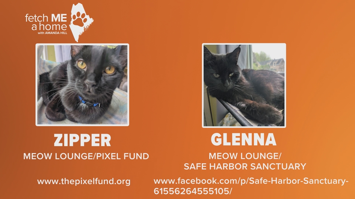 Fetch ME a Home: Meet Zipper and Glenna | newscentermaine.com