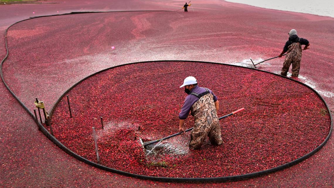 Some Ocean Spray cranberries come from a bog in New England | newscentermaine.com
