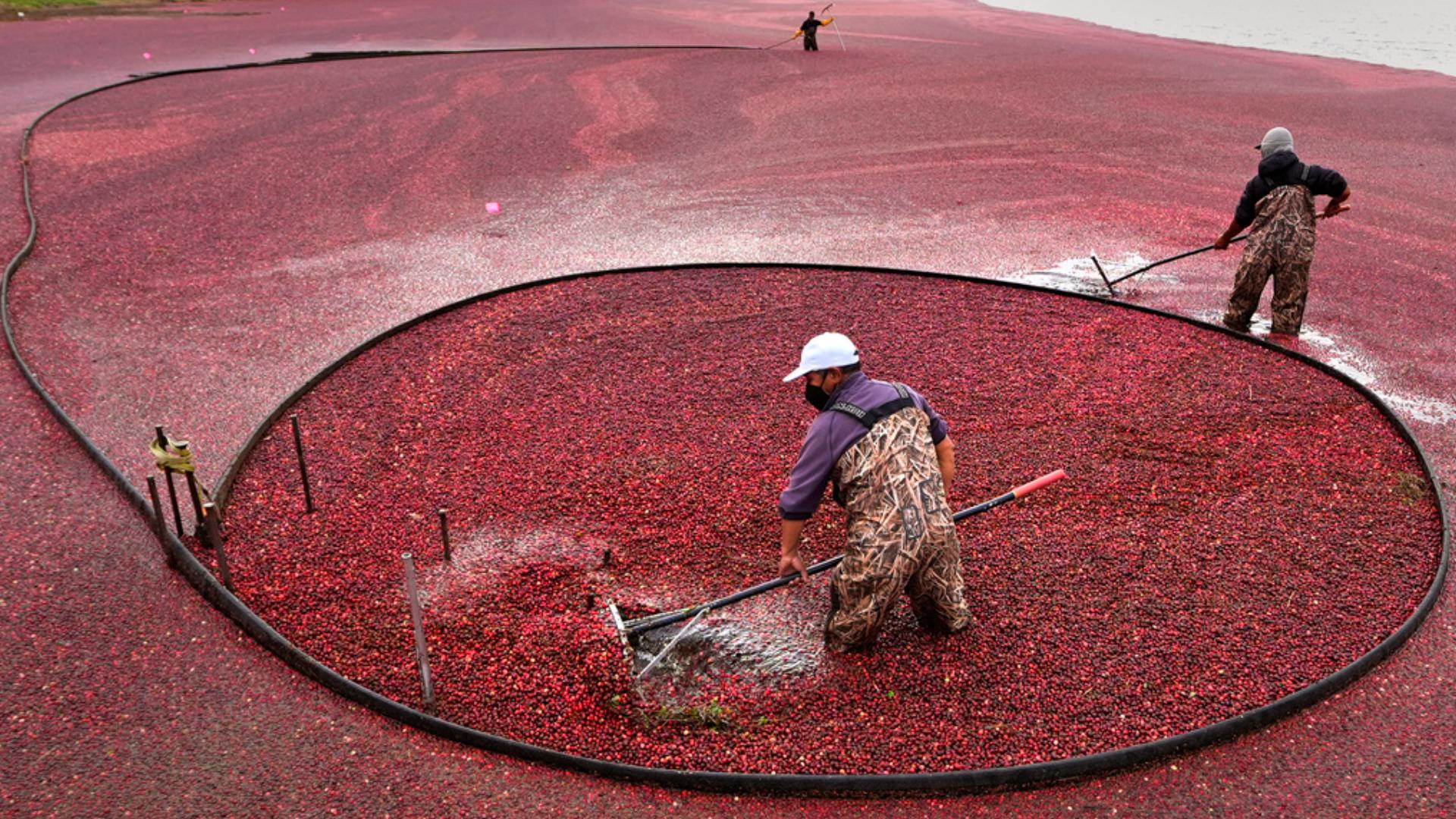 Some Ocean Spray cranberries come from a bog in New England ...