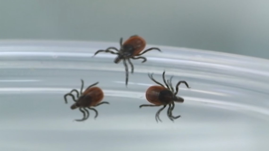 Deer ticks carrying Lyme, other diseases still biting in winter ...