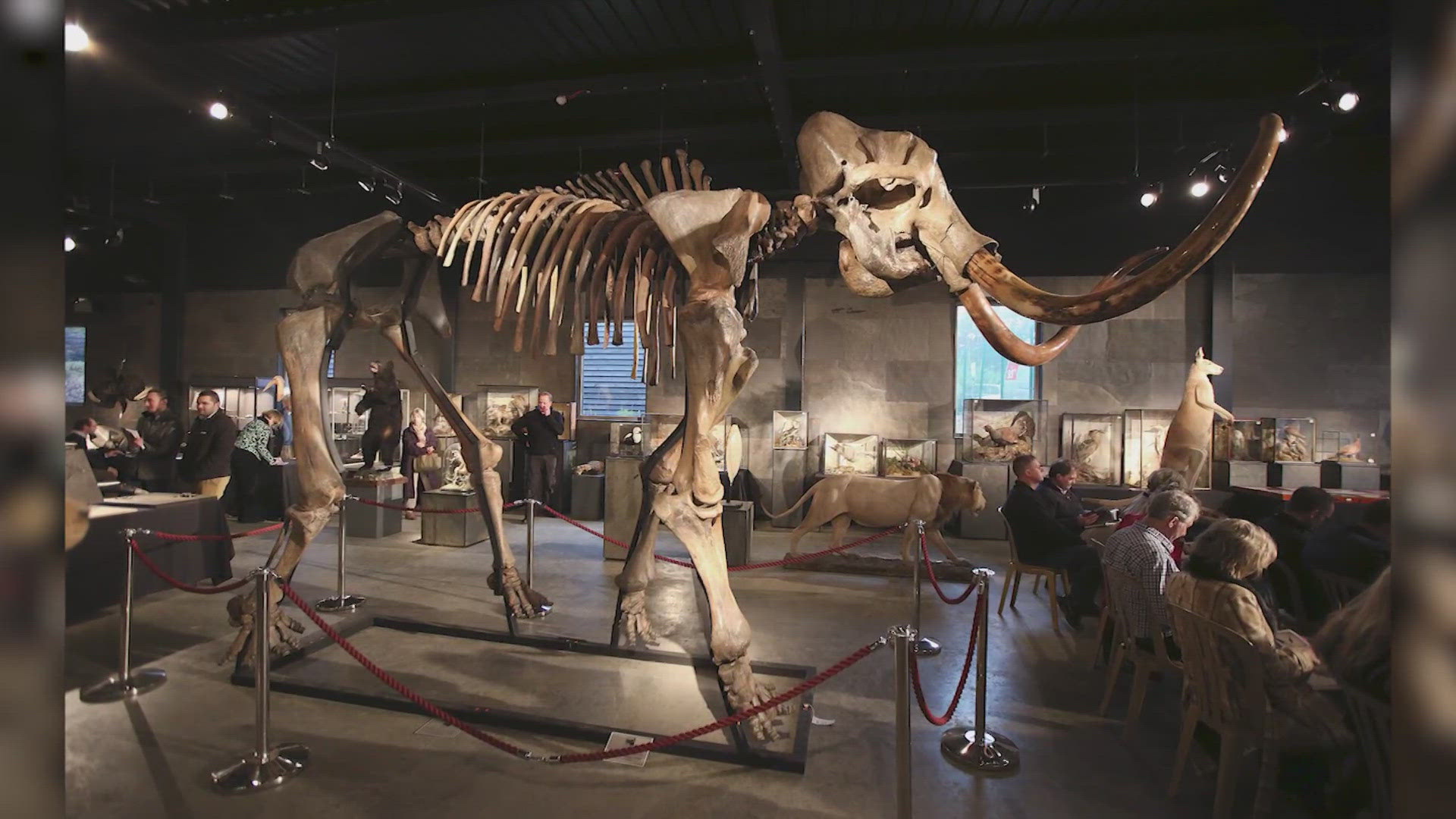 Researchers attempt to bring woolly mammoth back from extinction ...