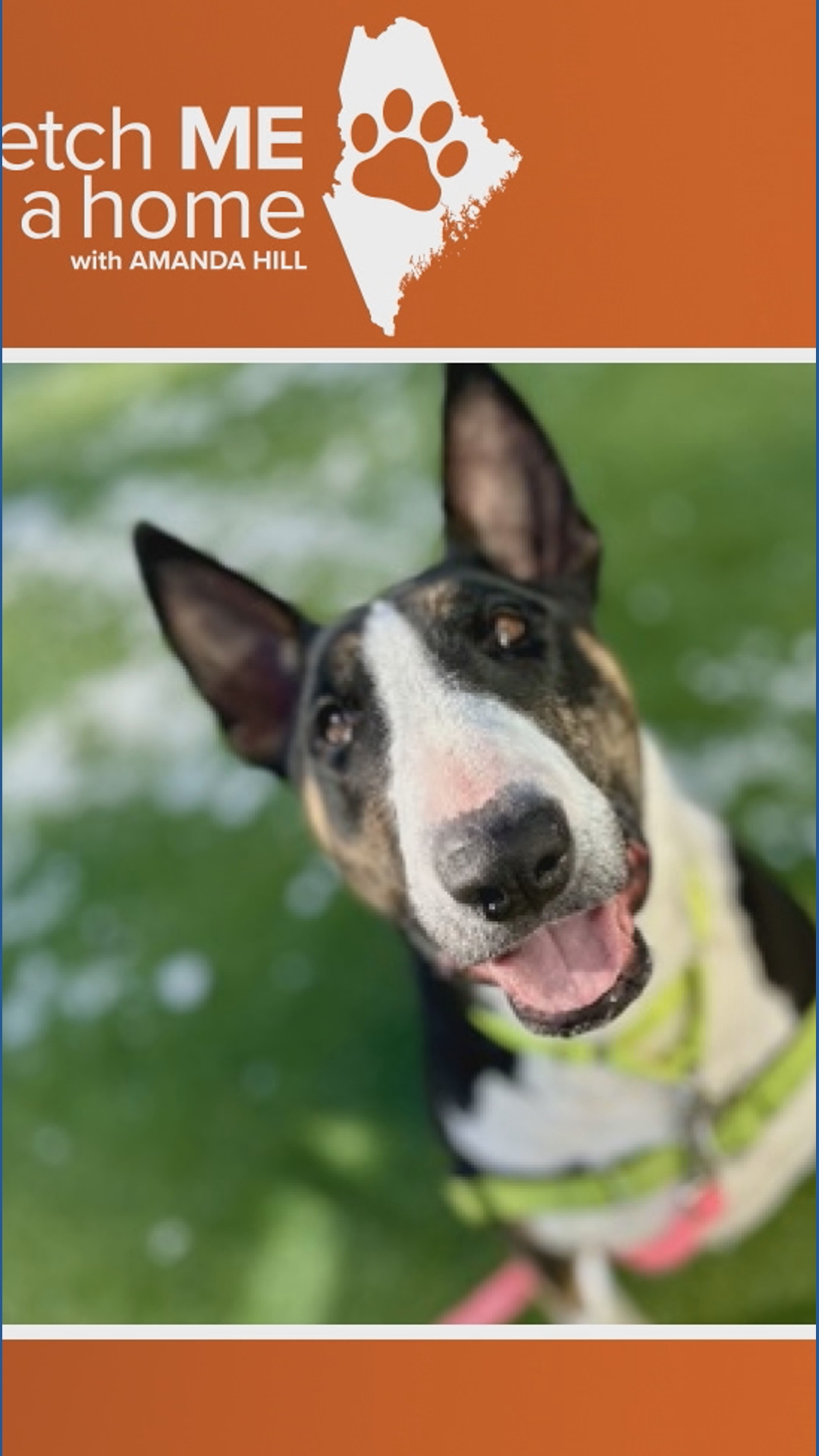 Fetch ME A Home | Shayla's zest for life | newscentermaine.com