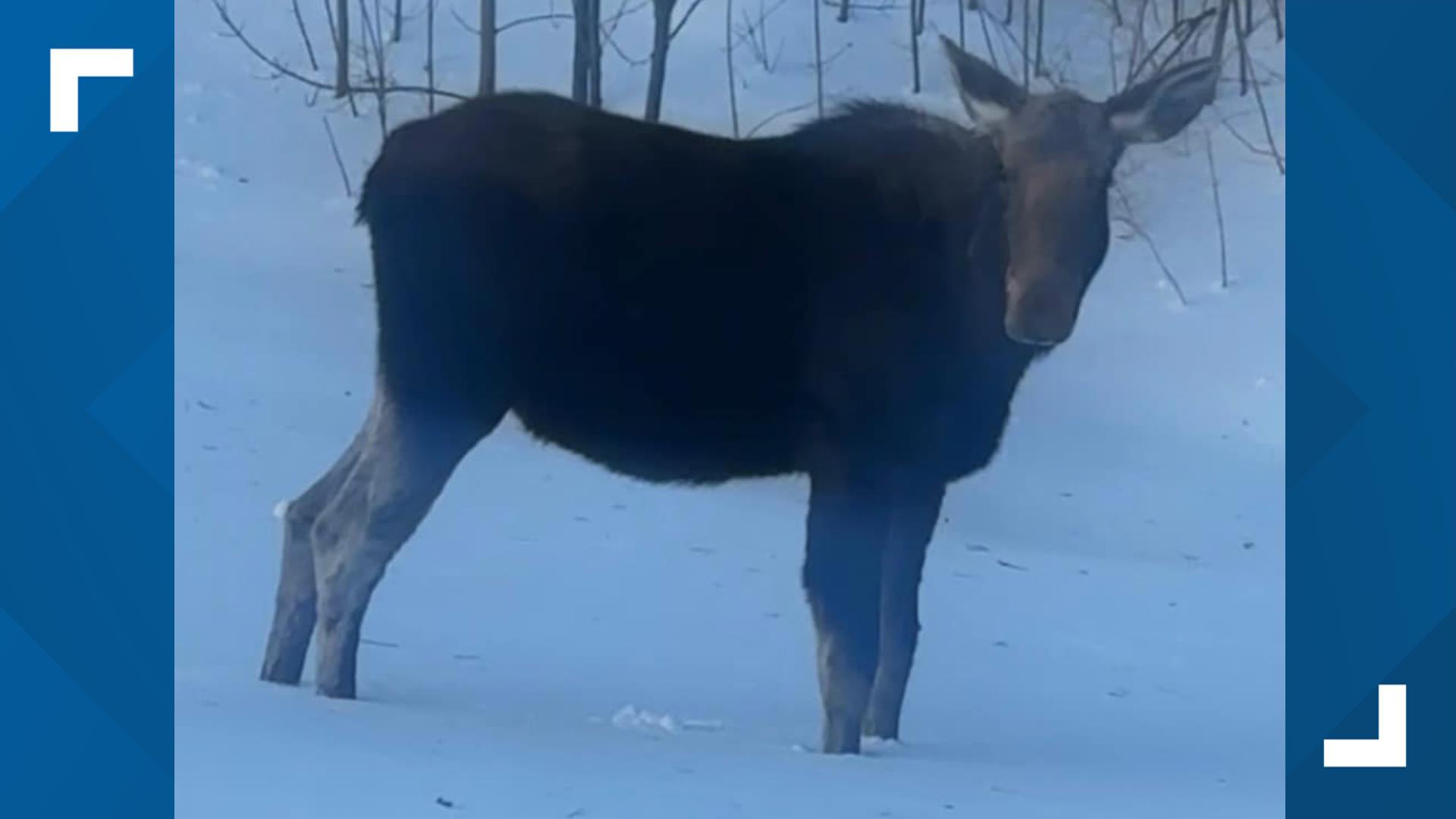 Moose spotted in Rumford on Wednesday | newscentermaine.com