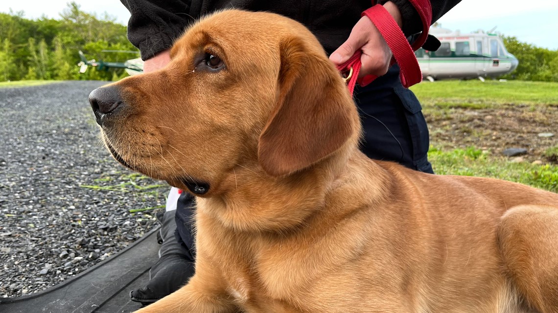 Cheeto, Maine's new K9 arson dog, will help sniff out fire causes ...