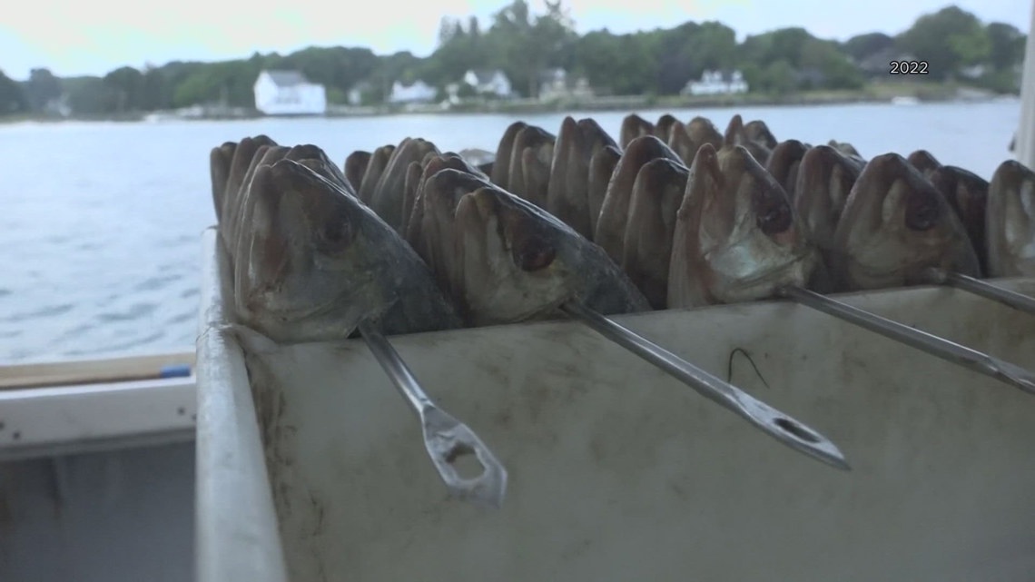 Commercial menhaden fishing deadline extended | newscentermaine.com