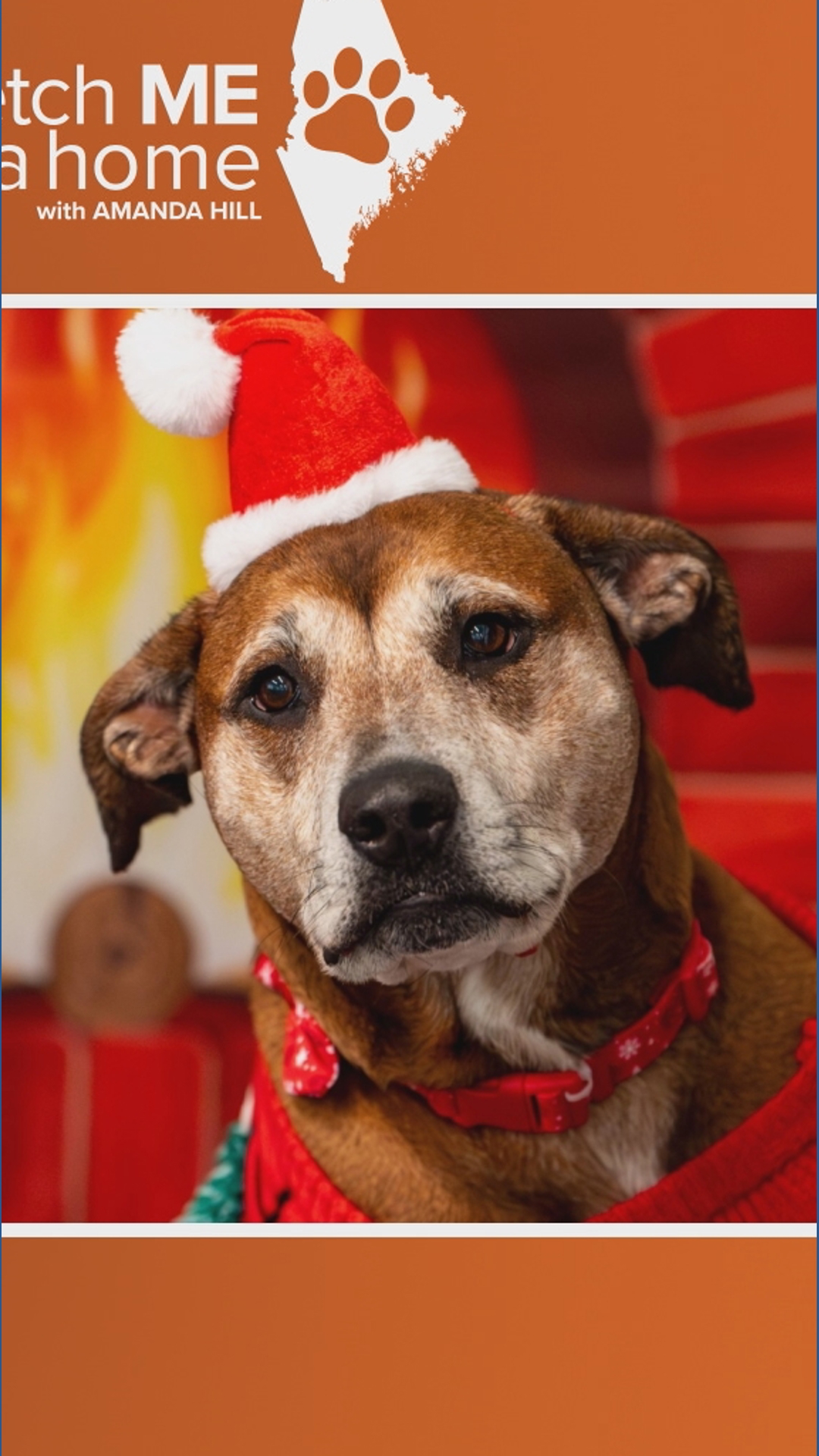 Fetch ME a Home | Sweet but shy Eddie | newscentermaine.com