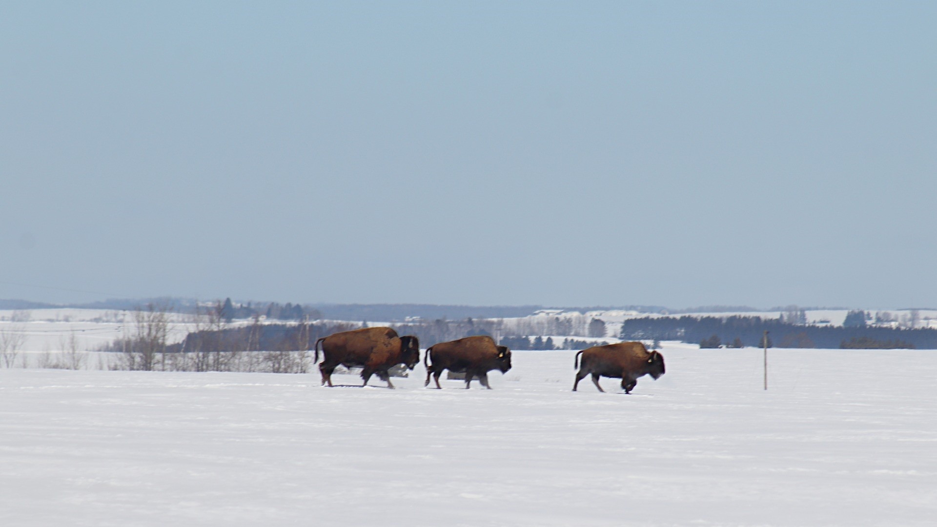 Charges pending after bison escape enclosure in Aroostook County ...