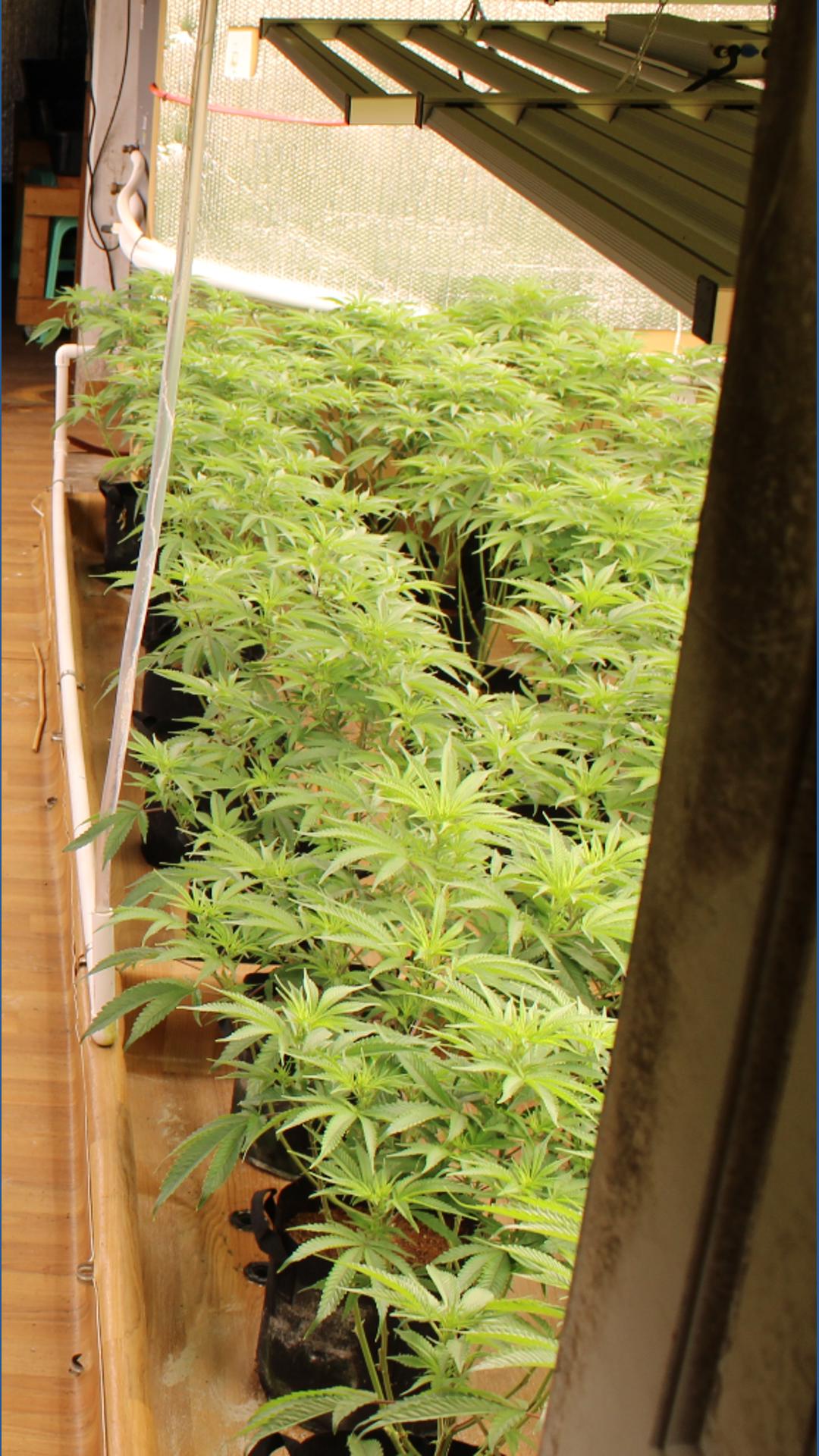 Hundreds of marijuana plants seized in Belgrade grow operation ...