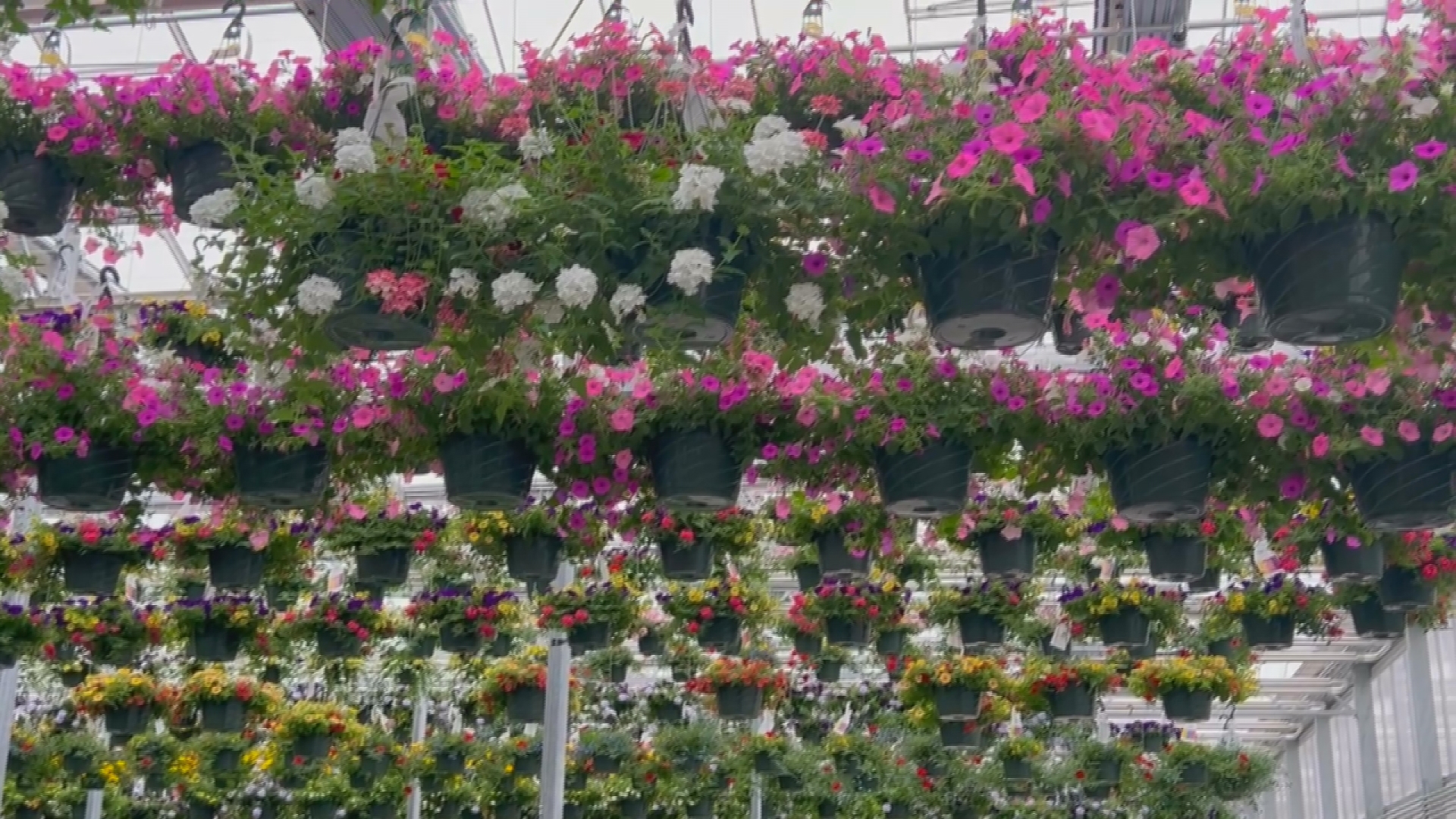 Estabrooks' new gigantic greenhouse | Gardening with Gutner ...