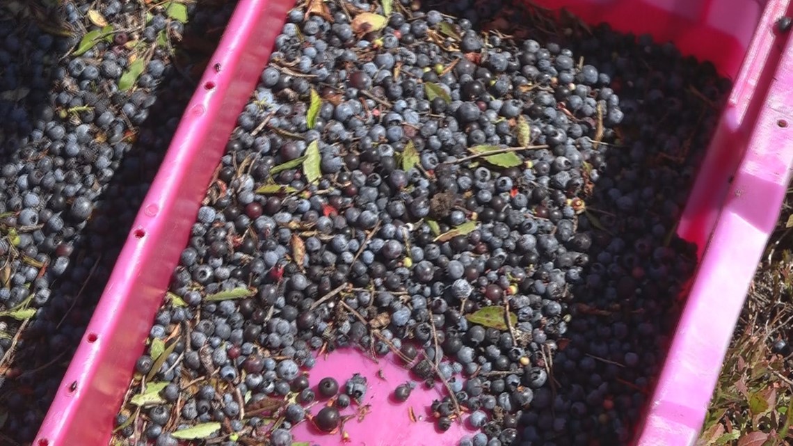 Maine Wild Blueberry Weekend is August 6, 7 | newscentermaine.com