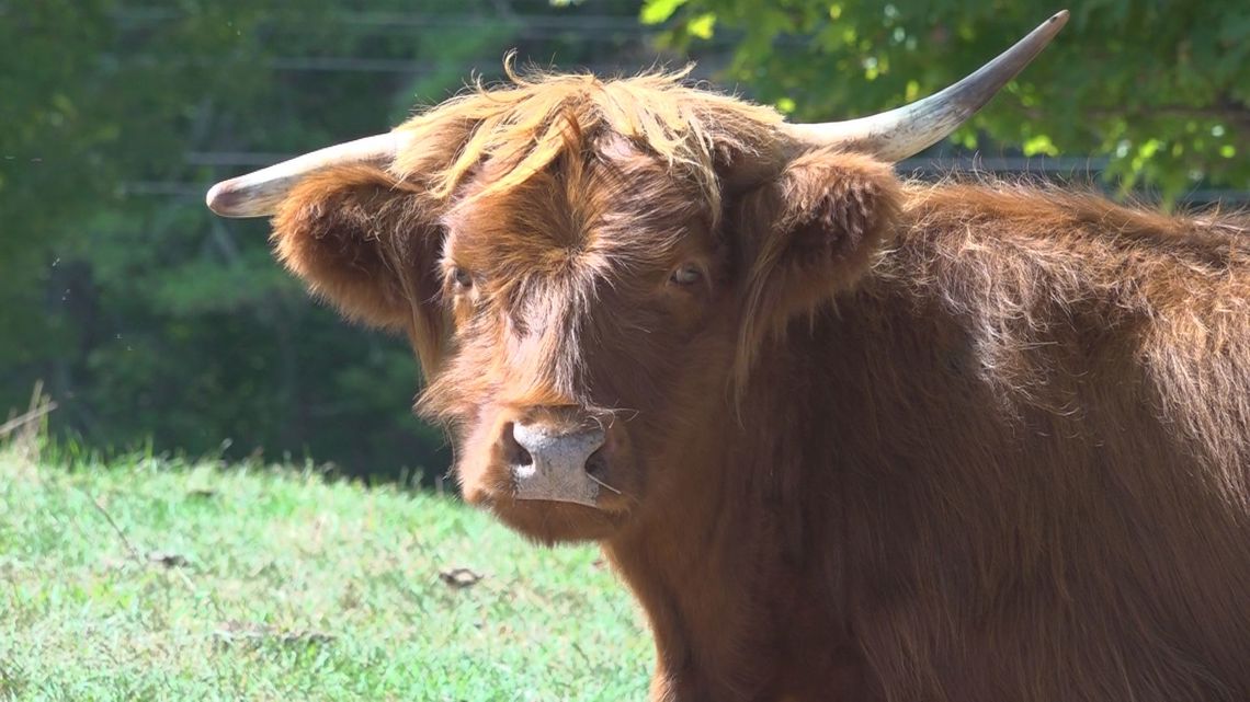 Developer wants to build tallest tower bold downtown Portland revamp ...