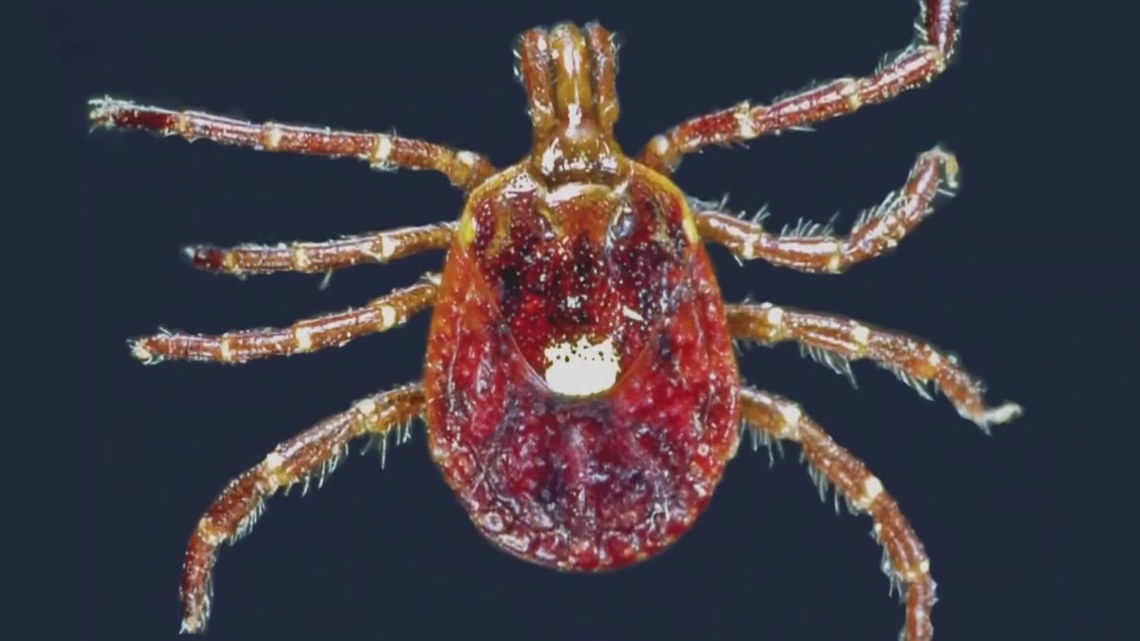 This tick-borne illness makes you allergic to red meat, and it's ...