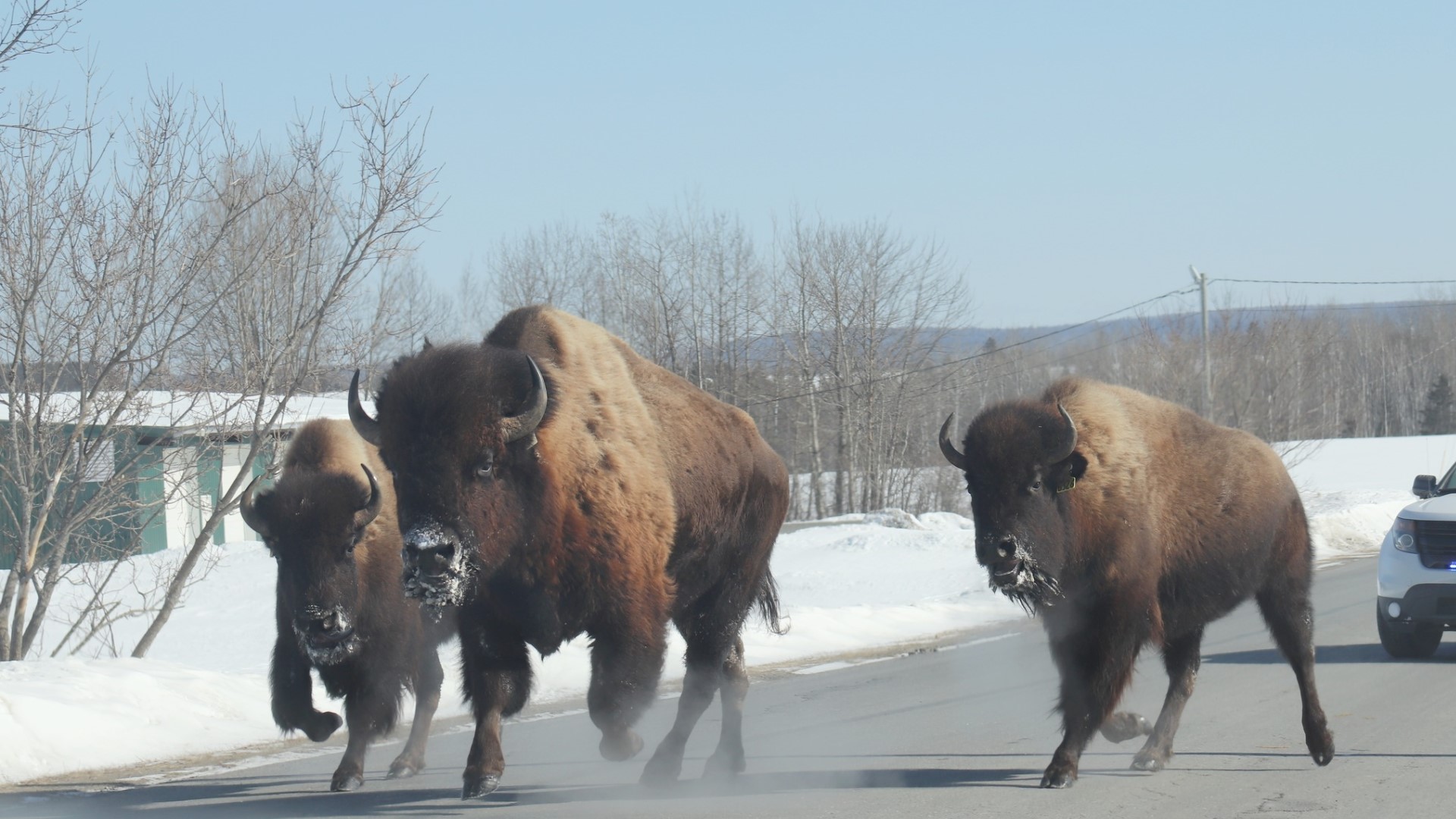 Charges pending after bison escape enclosure in Aroostook County ...