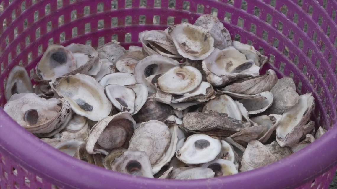 'Reef-cycling': Clam and oyster shells used to deflect storm damage ...