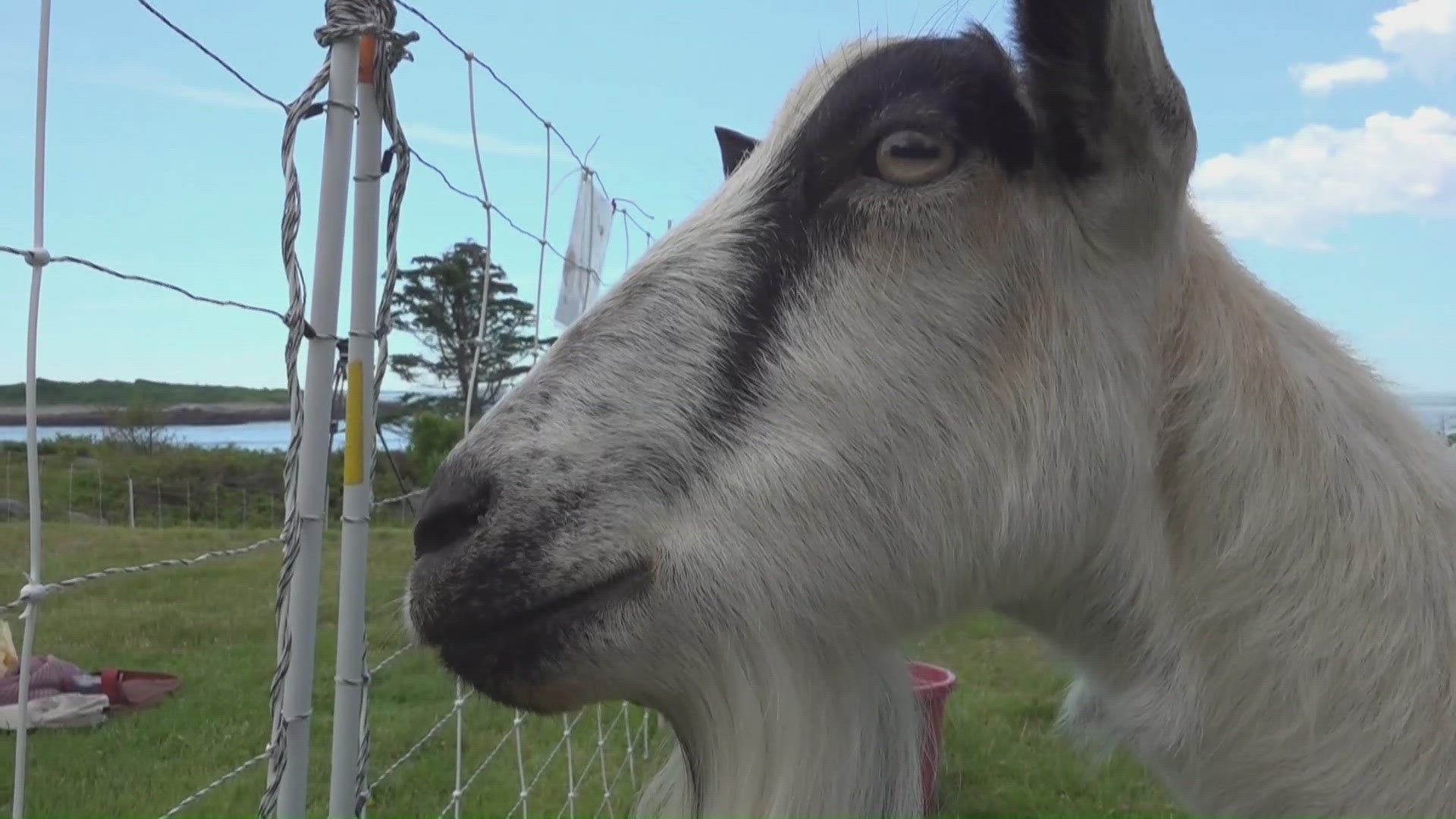 'Goats on a boat': Long Island residents bring in four-legged ...
