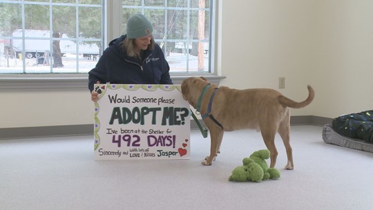 Maine dog adoptions: Jasper at Midcoast Humane needs a home ...