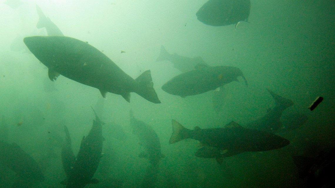 Officials: Atlantic salmon see most productive year in a decade ...