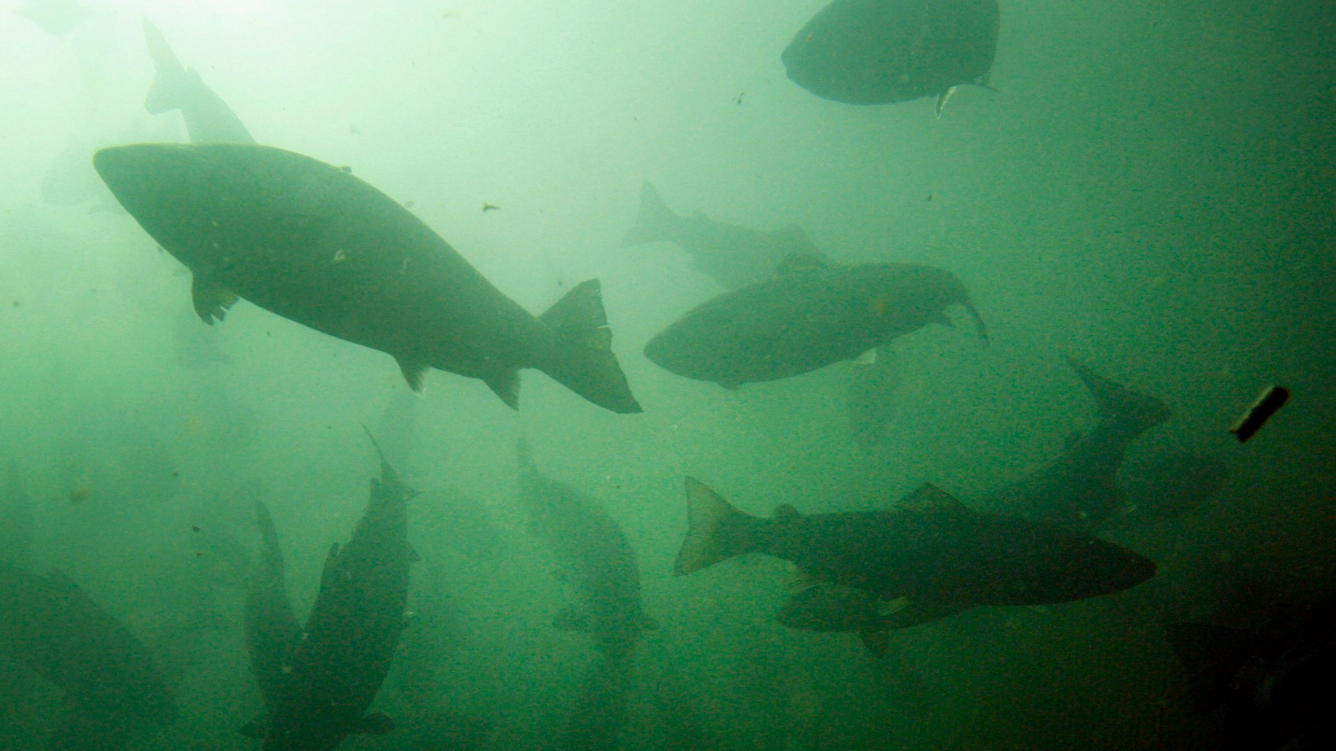 Officials: Atlantic salmon see most productive year in a decade ...