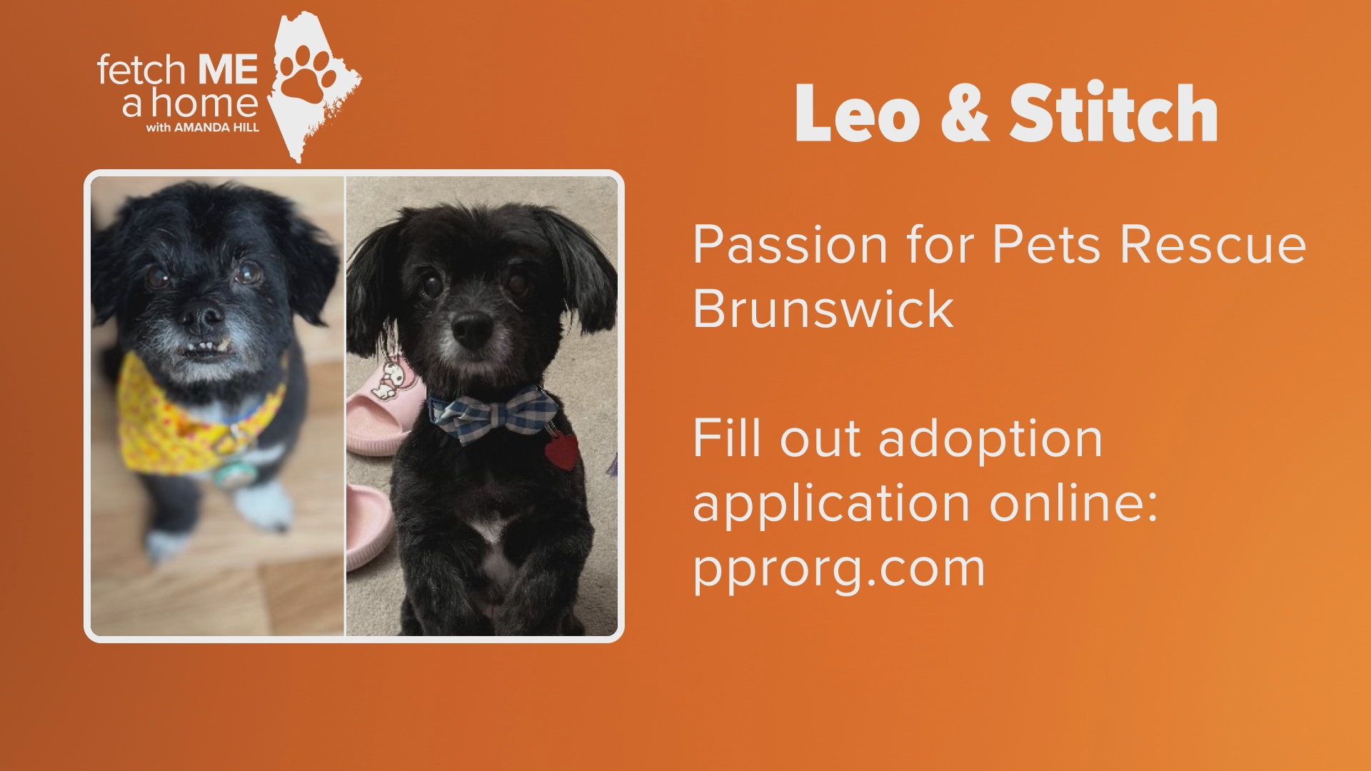 Fetch ME a Home: Meet Leo and Stitch | newscentermaine.com