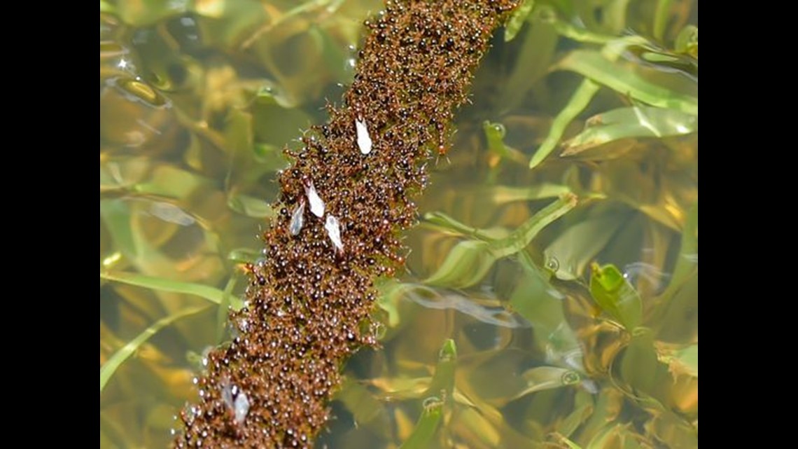 Beware floating fire ant colonies in floodwaters, Alabama warns ...