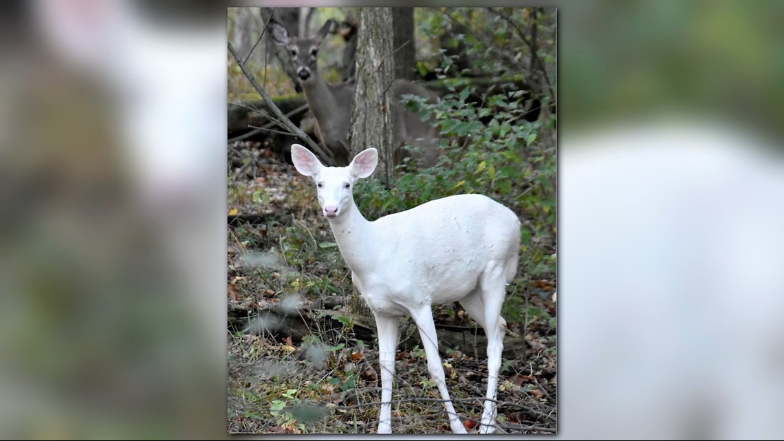 Rare white deer with blue-ish eyes caught on video in Michigan ...
