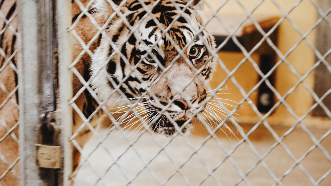 Not your average cat lady: A day in the life of a tiger zookeeper ...