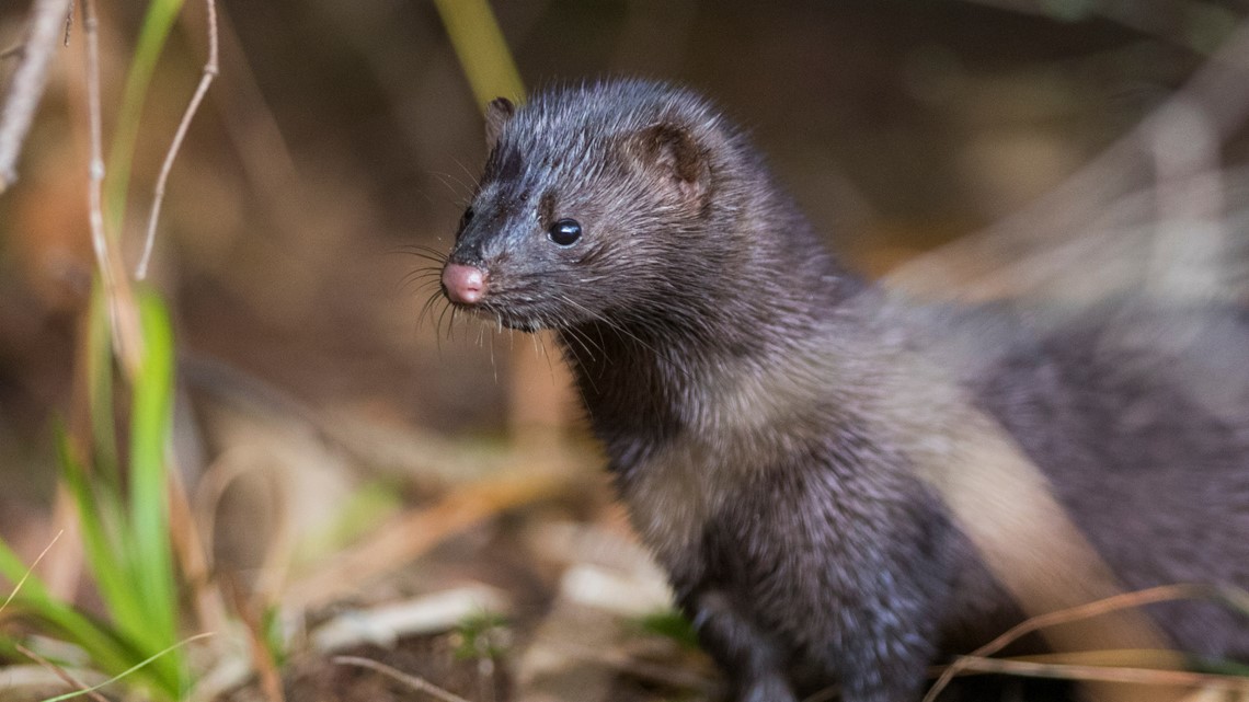 Thousands of mink released from northwest Ohio farm | newscentermaine.com