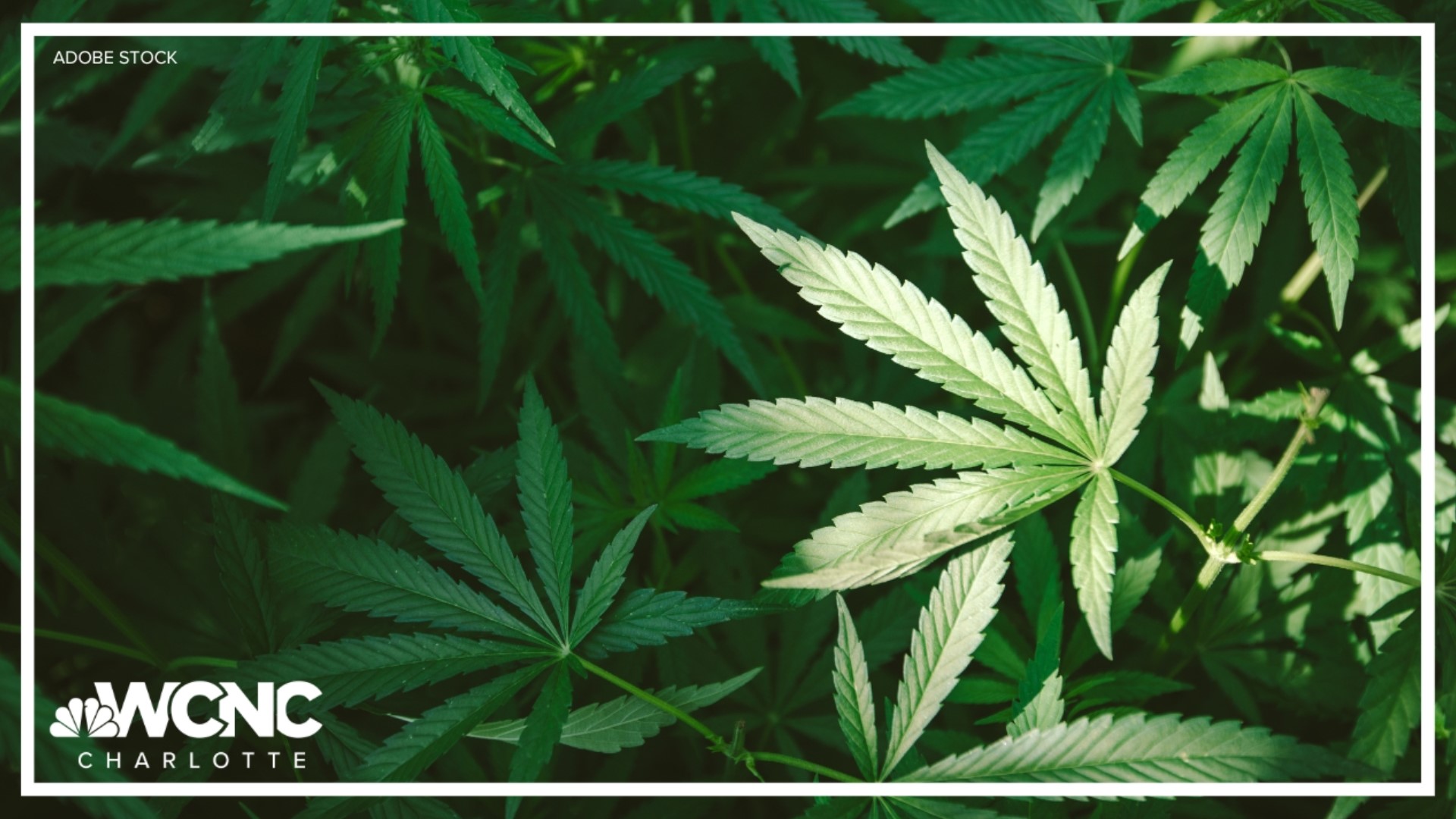 Marijuana reclassification meaning: What happens next | newscentermaine.com