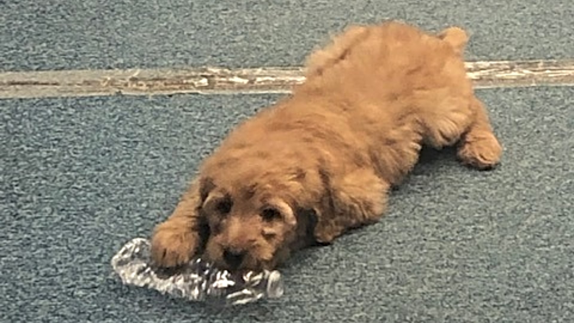 Meet Sadie Sue! Millinocket Police Dept's new therapy dog ...