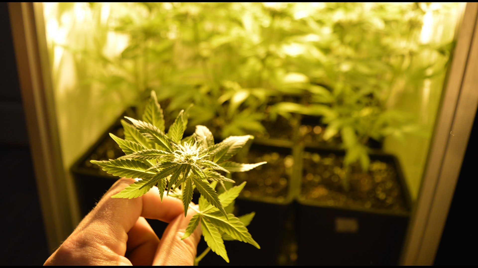 Explained: Marijuana vs. Hemp | newscentermaine.com