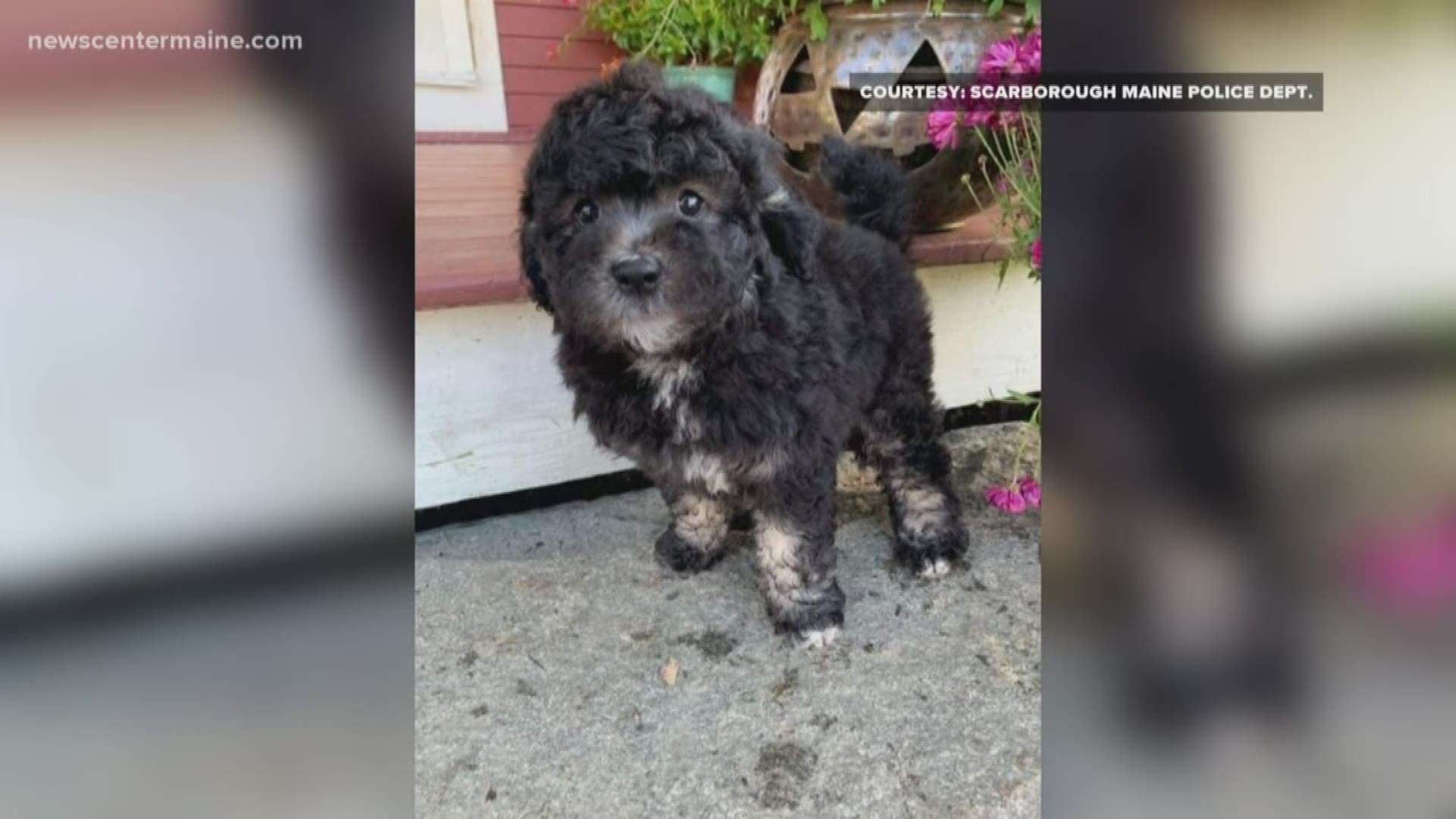 Meet Sadie Sue! Millinocket Police Dept's new therapy dog ...