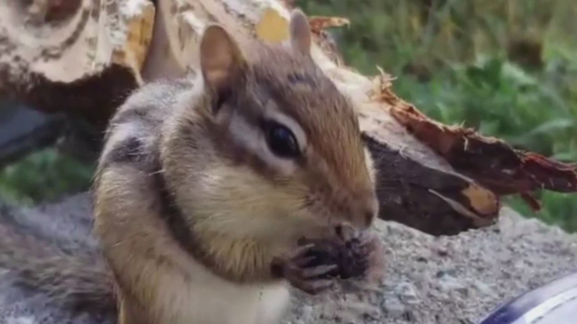Cheeks the chipmunk charms Maine family | newscentermaine.com