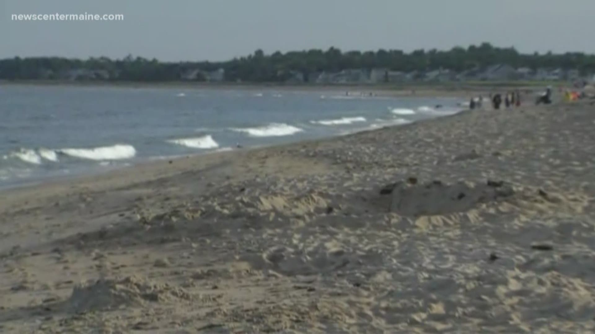 Hundreds of dead fish wash ashore near Old Orchard Beach | newscentermaine.com