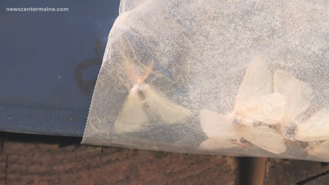Outbreaks of destructive moth expected to be bad in Maine ...